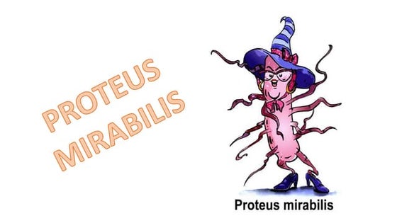 Proteus spp lecture | PPT