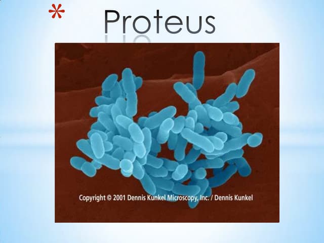 Klebsiella+Proteus+Uti