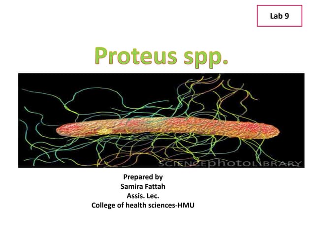 Proteus Spp 2