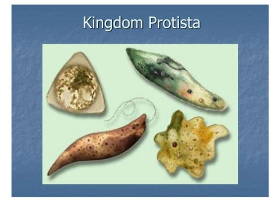 PROTOZOA -TAXONOMY, FEATURES AND CLASSIFICATIONS | PPTX | Biological ...