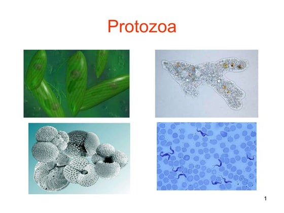 Introprotozoa | PPT
