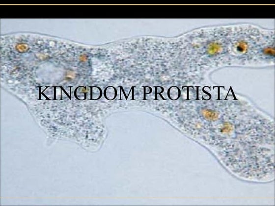 Protista | PPT