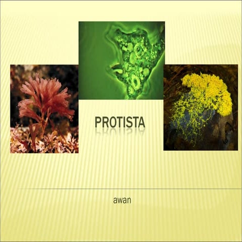 Grade 10 - Protista | PPT