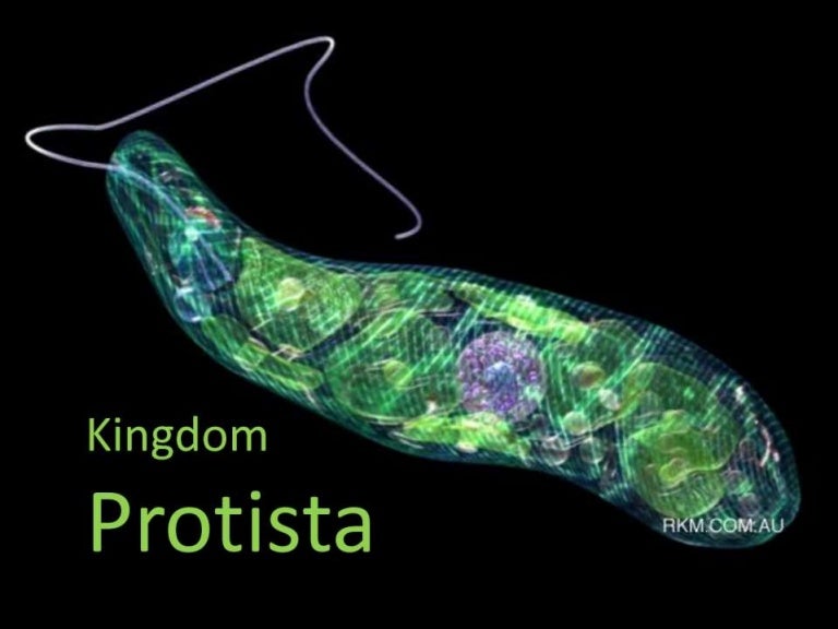 Kingdom Protista