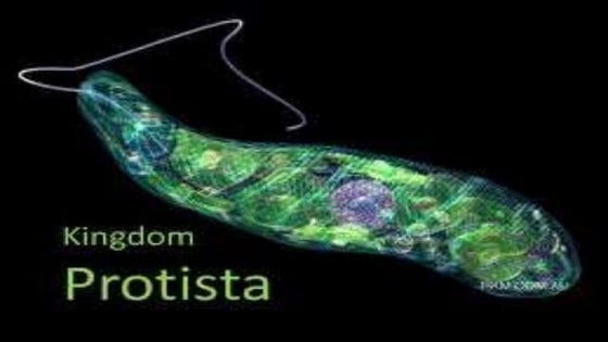 Protista | PPT