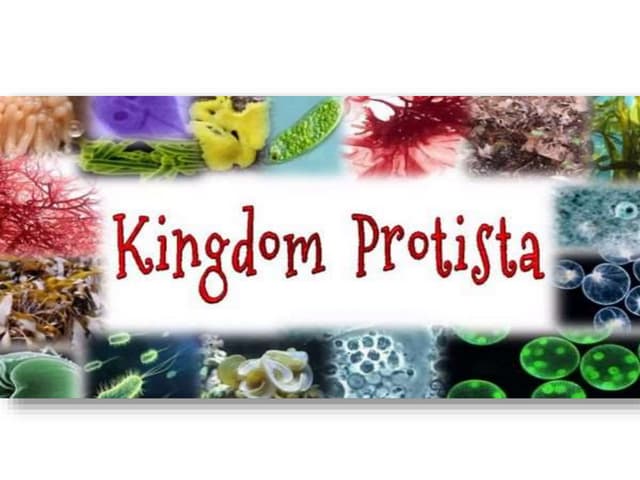 Chlorophyta Presentation - Evolutionary and Behavioural Biology | PPTX