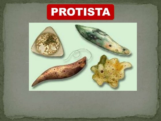 Kingdom Protista | PPTX