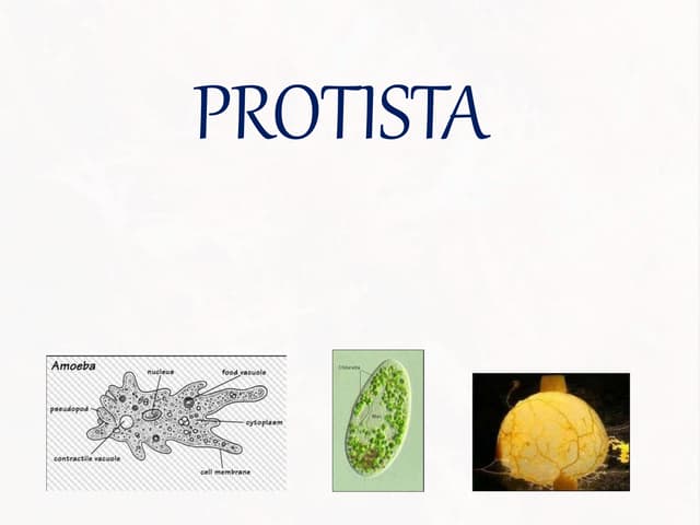 Kingdom Protista KURIKULUM INDONESIA UNTUK | PPTX