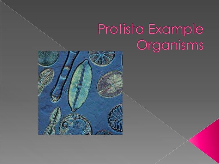 Protista Examples