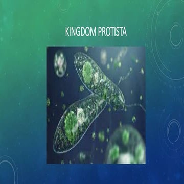 Protista .pptx doc 444444444444444444444 | PPTX