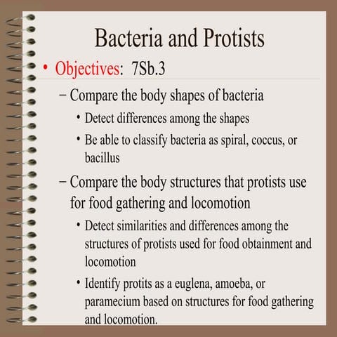 Protist and bacteria presentation | PPT