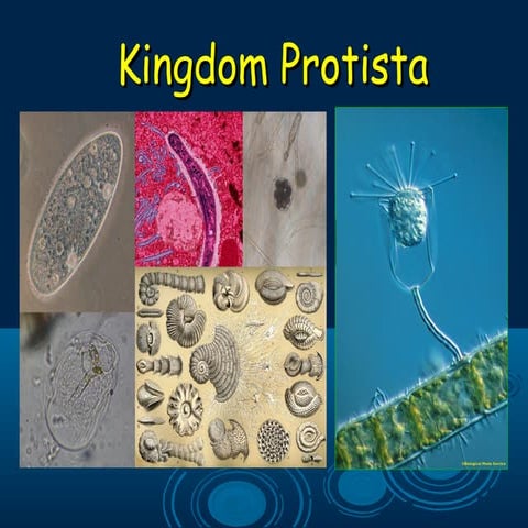 Protista pcc revised | PPT