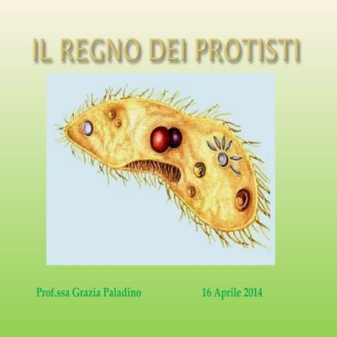 Protisti | PPT | Biological Sciences | Science