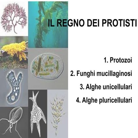 Protisti | PDF