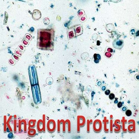 Protist power point | PPTX