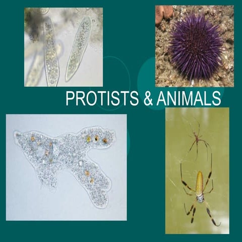 Protists animals plants_fungi | KEY | Biological Sciences | Science