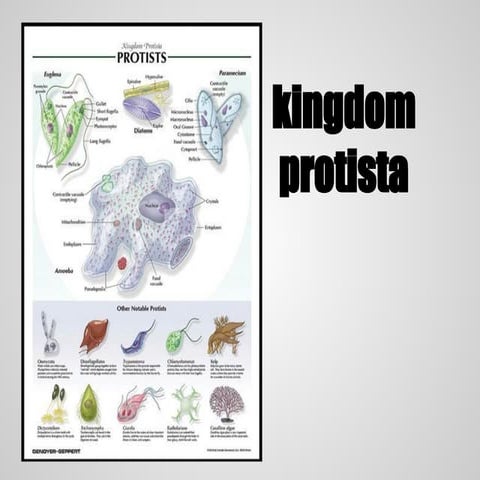 Protista and Fungi ppt ppt ppt ppt .ppt.pptx