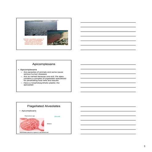 Protists+Part+2 | PDF