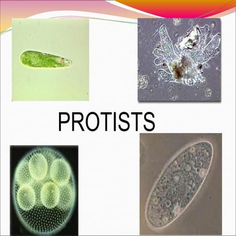 protists_ppt.pdf