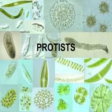 protists microorganisms' presentation ppt | PPT