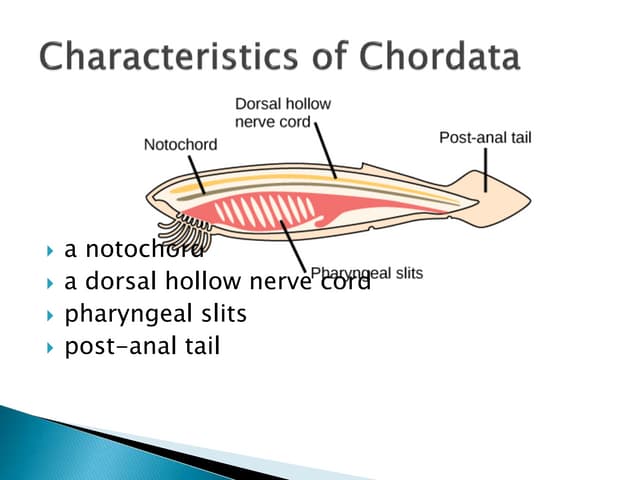 Chordata | PPTX