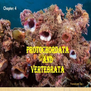 Protochordates and Vertebrates: Characters.pptx