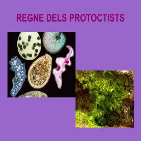 Protoctist 1 eso | PPT