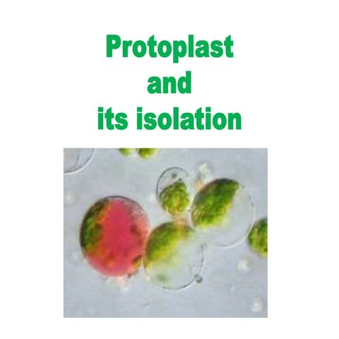 Protoplast Culture | PPTX