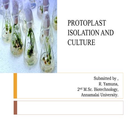 Protoplast isolation and culture (1) | PPTX