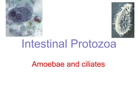 Anatomy of protozoans | PPT | Biological Sciences | Science