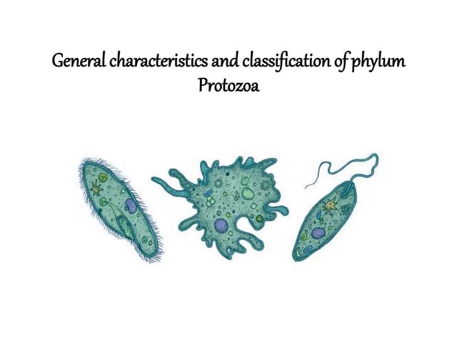 General characteristics of protozoa | PPTX