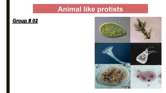 PROTOZOA -TAXONOMY, FEATURES AND CLASSIFICATIONS | PPTX | Biological ...