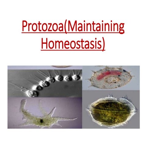 Protozoa.pptx