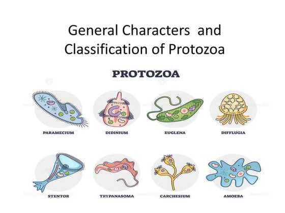 Classification Of Protozoa Lesson Explainer: Kingdom Protista | Nagwa