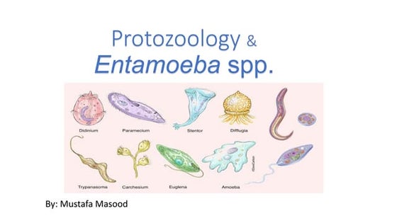 Entamoeba histolytica is an anaerobic parasitic amoebozoan, part of the ...