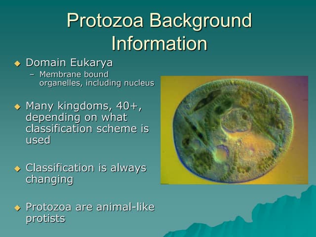 Protozoa | PPT