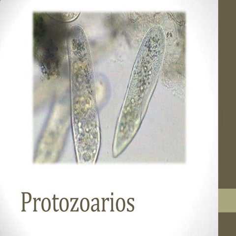 Protozoarios | PPTX