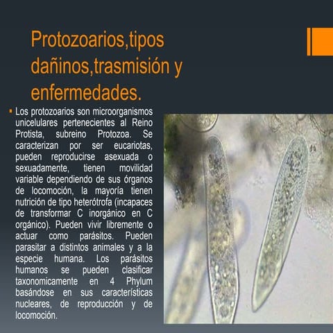 Protozoarios,tipos dañinos,trasmisión y enfermedades | PPTX