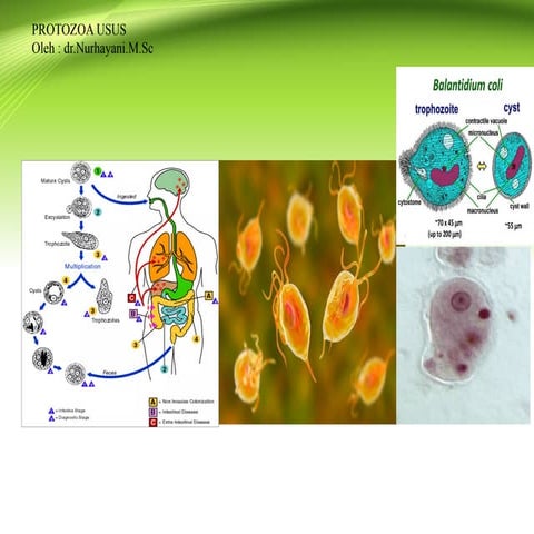 MORFOLOGI DAN KARAKTER PROTOZOA USUS.pptx