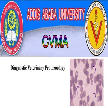 Addis Ababa University Doctor of Veterinary Medicine Protozoology | PPTX