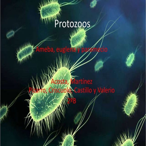 Protozoos | PPTX