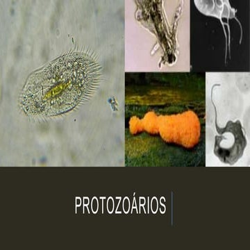 PROTOZOÁRIOS- aula 05 (1).pptx