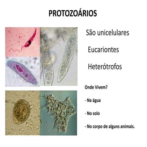 Protozoários | PPTX
