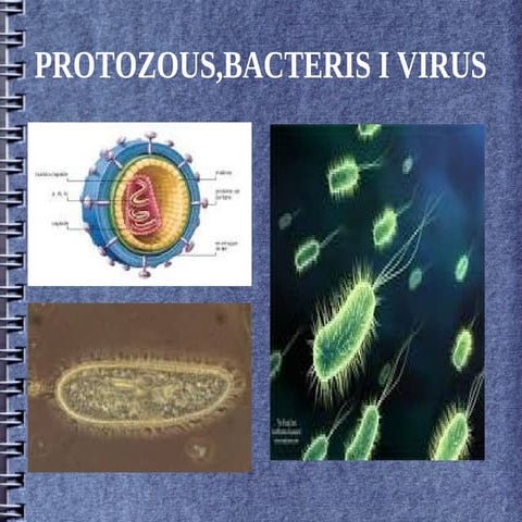 Protozous,virus i bacteris | PPT