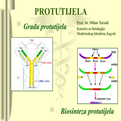 Protutijela (Antitijela) | PPT