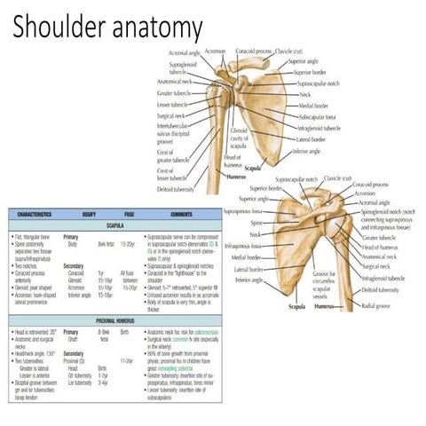 Proximal humerus fracture approach and dangerpptx | PPT