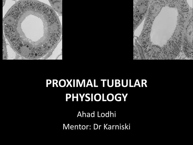 Kidney anatomy and physiology | PPTX