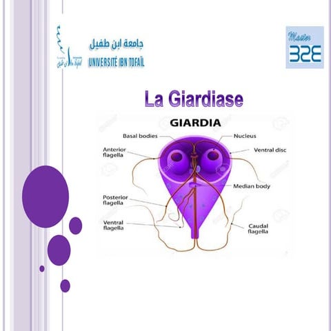 Giardiose | PPT