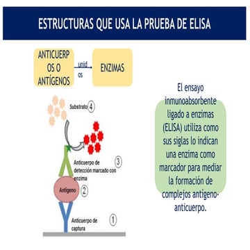 Prueba Elisa Ppt