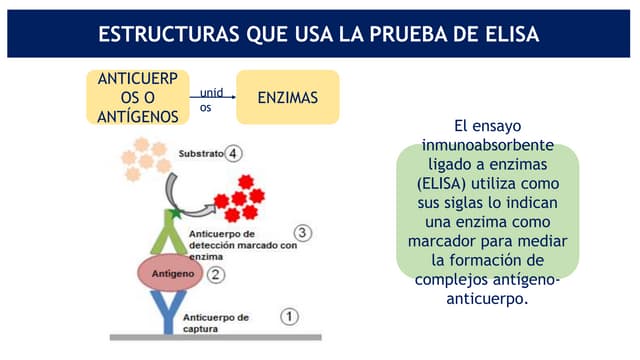 Prueba Elisa Ppt
